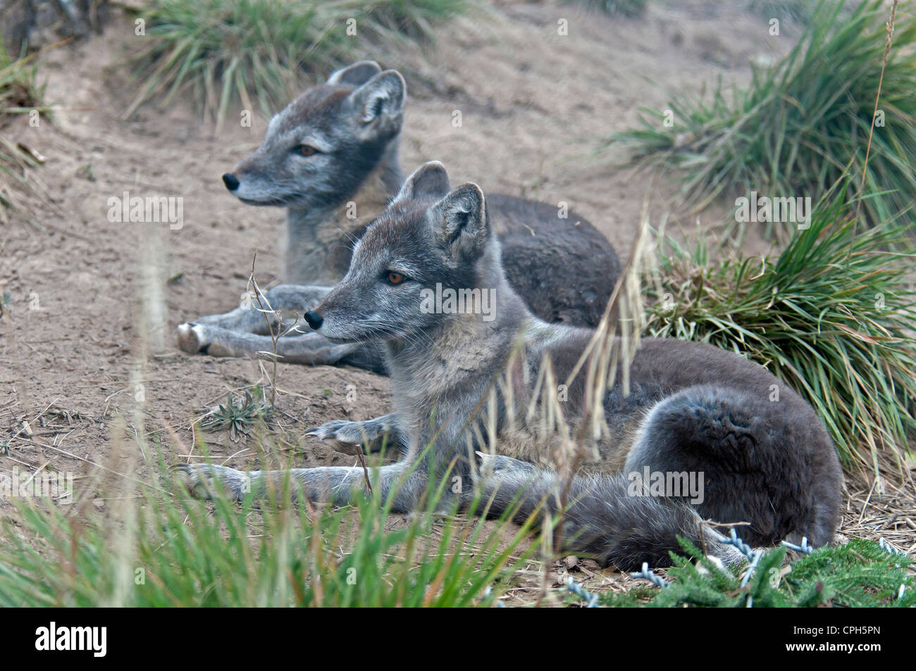 arctic fox, animal, alopex lagopus, summer phase, Yukon, Canada ...