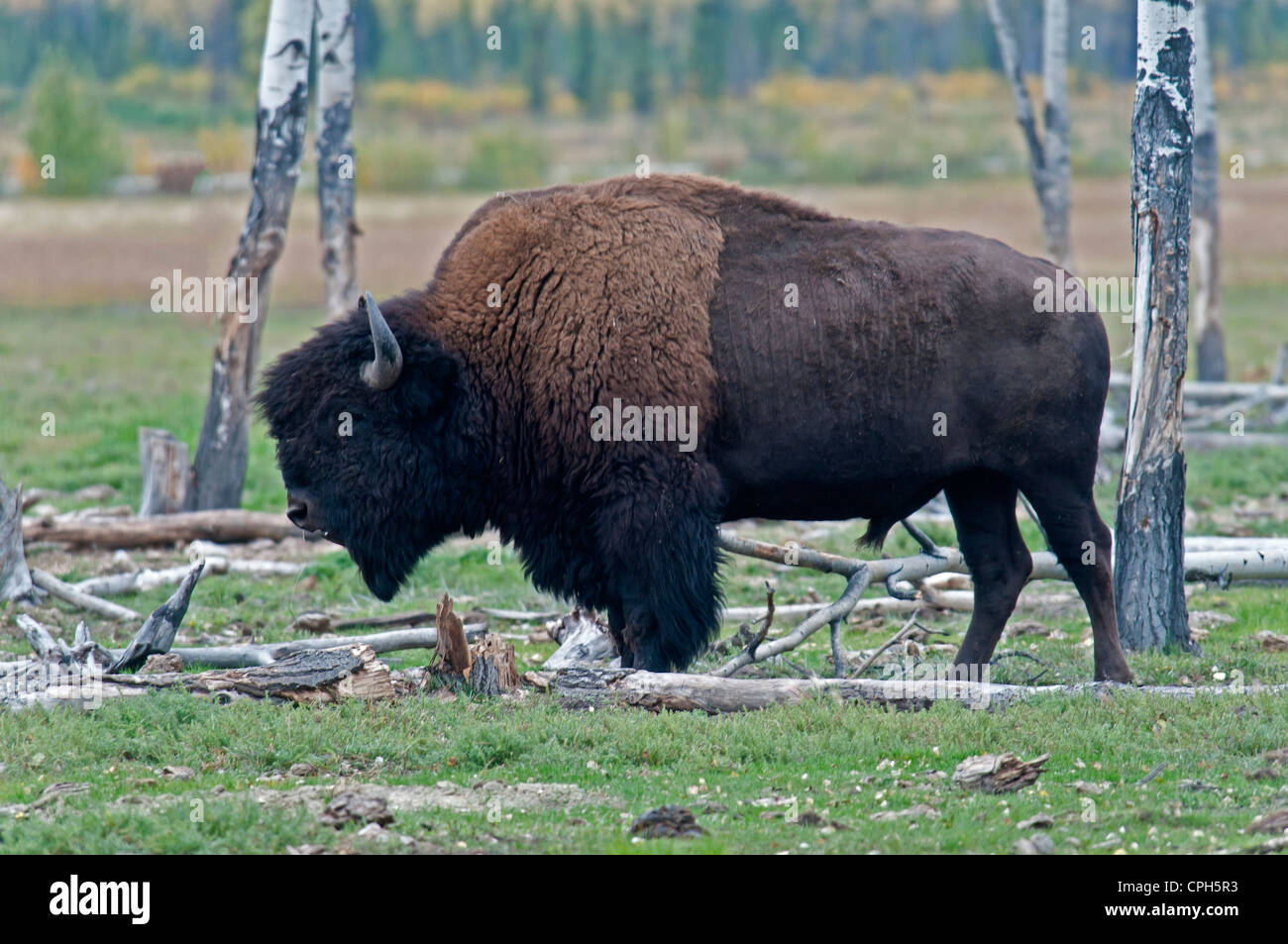 wood, bison, Yukon, Canada, America, animal Stock Photo - Alamy