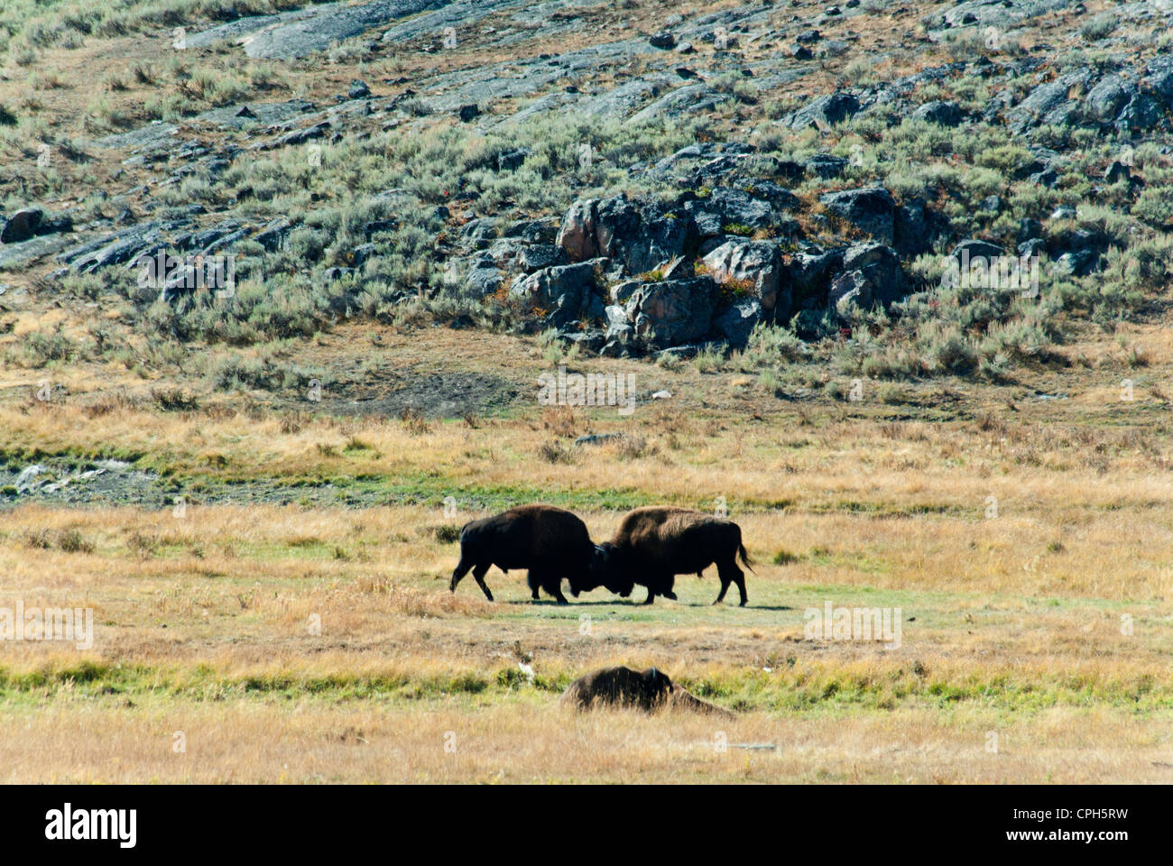 bison, Yellowstone, national park, Wyoming, animal, USA, United States ...