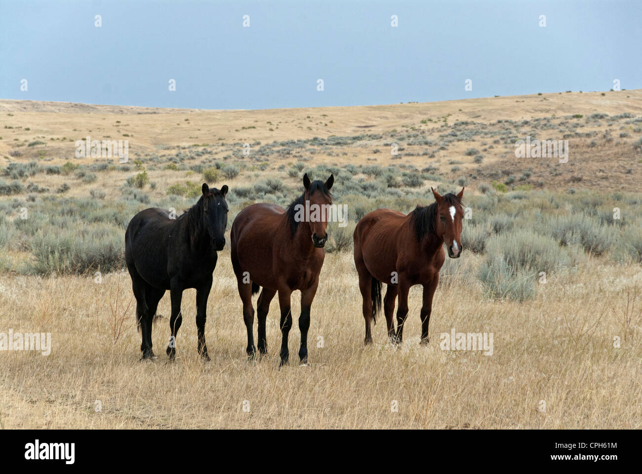 horses, prairie, animal, prairie, USA, United States, America, Montana ...