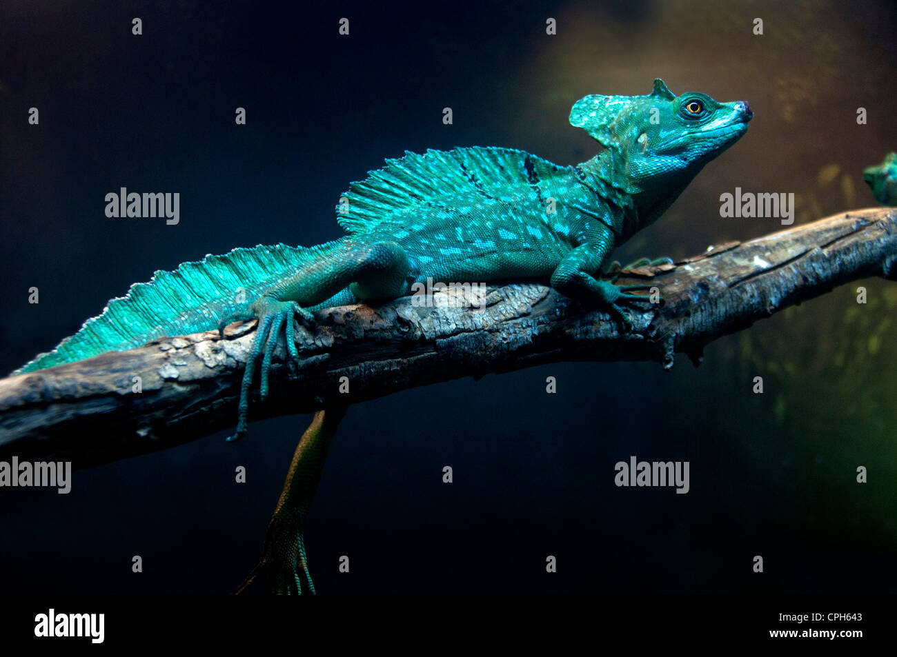 plumed basilisk, basiliscus plumifrons, animal, lizard, green, tree ...