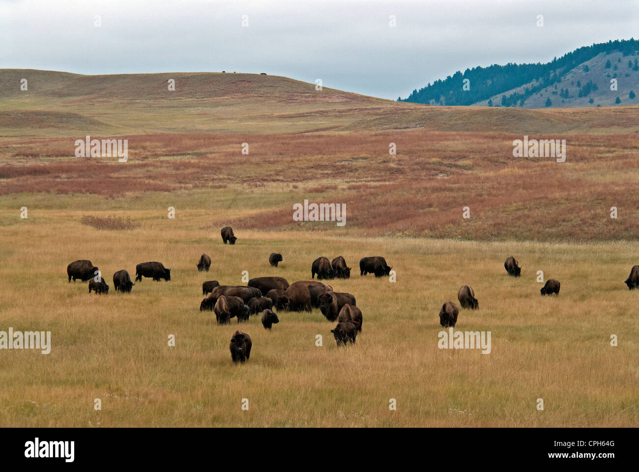Cave bisons hi-res stock photography and images - Alamy