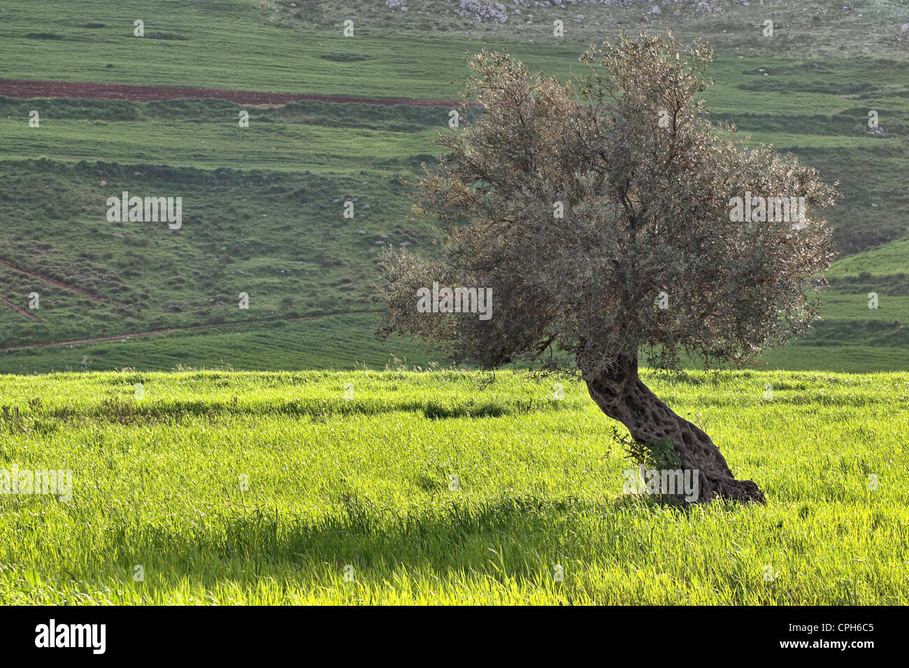 Lebanon landscape olive tree hi-res stock photography and images - Alamy