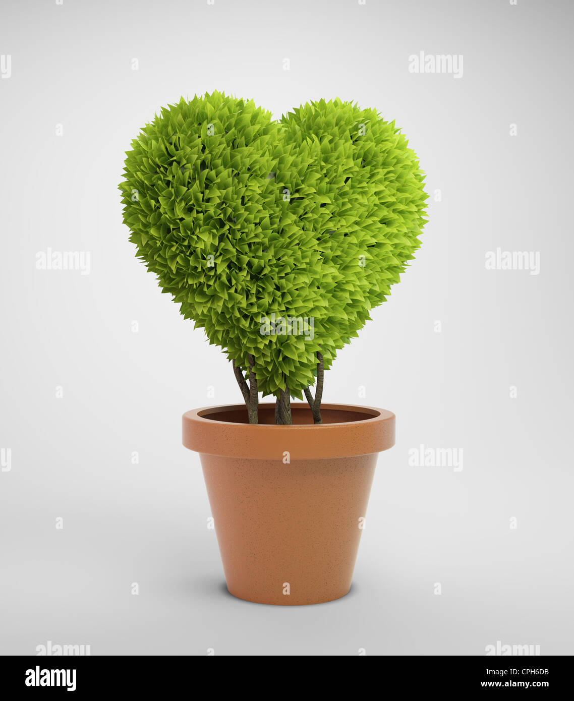 Heart shaped plant in a pot Stock Photo - Alamy