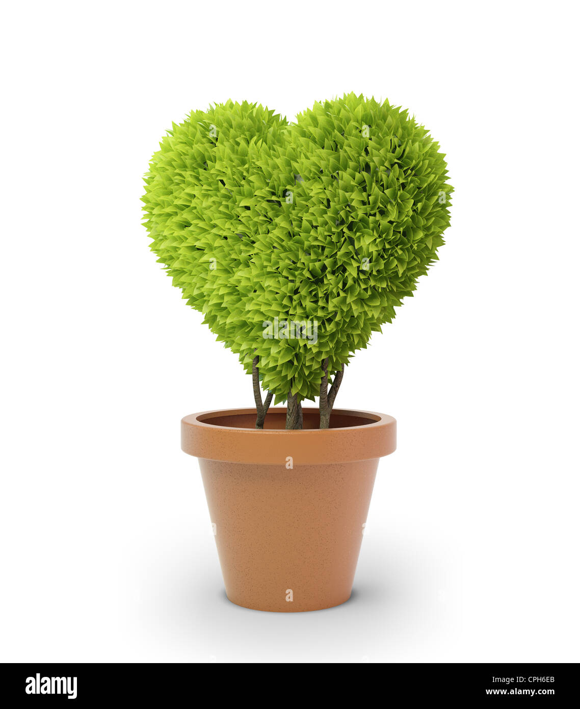 Heart shaped plant in a pot Stock Photo - Alamy