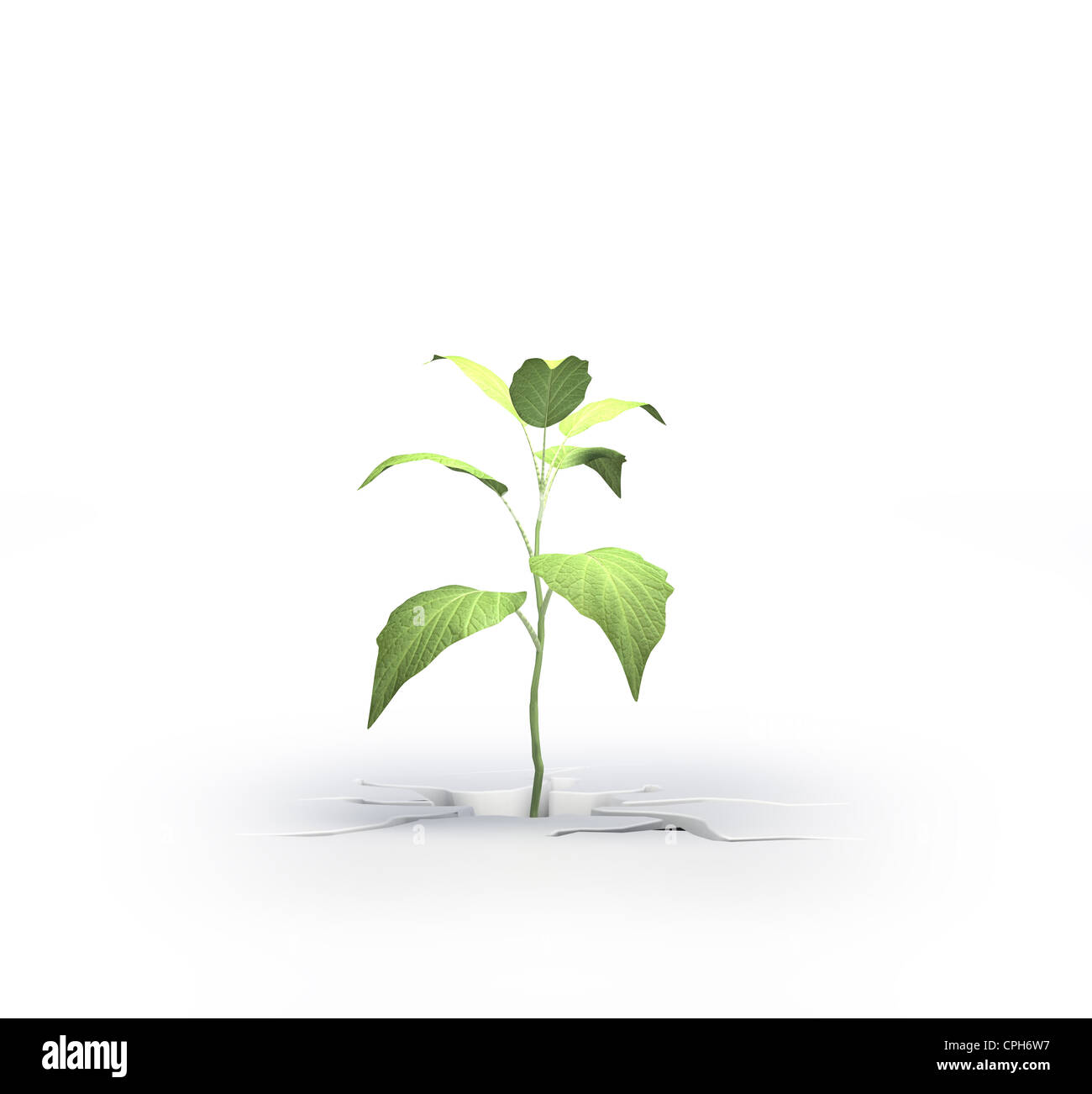 Animated Growing Plant