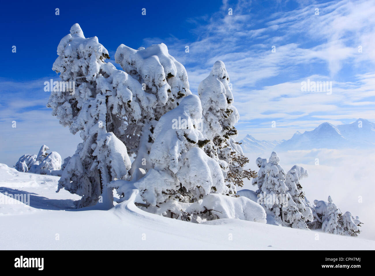 Alps, Alpine panorama, view, tree, mountain, mountains, mountain ...