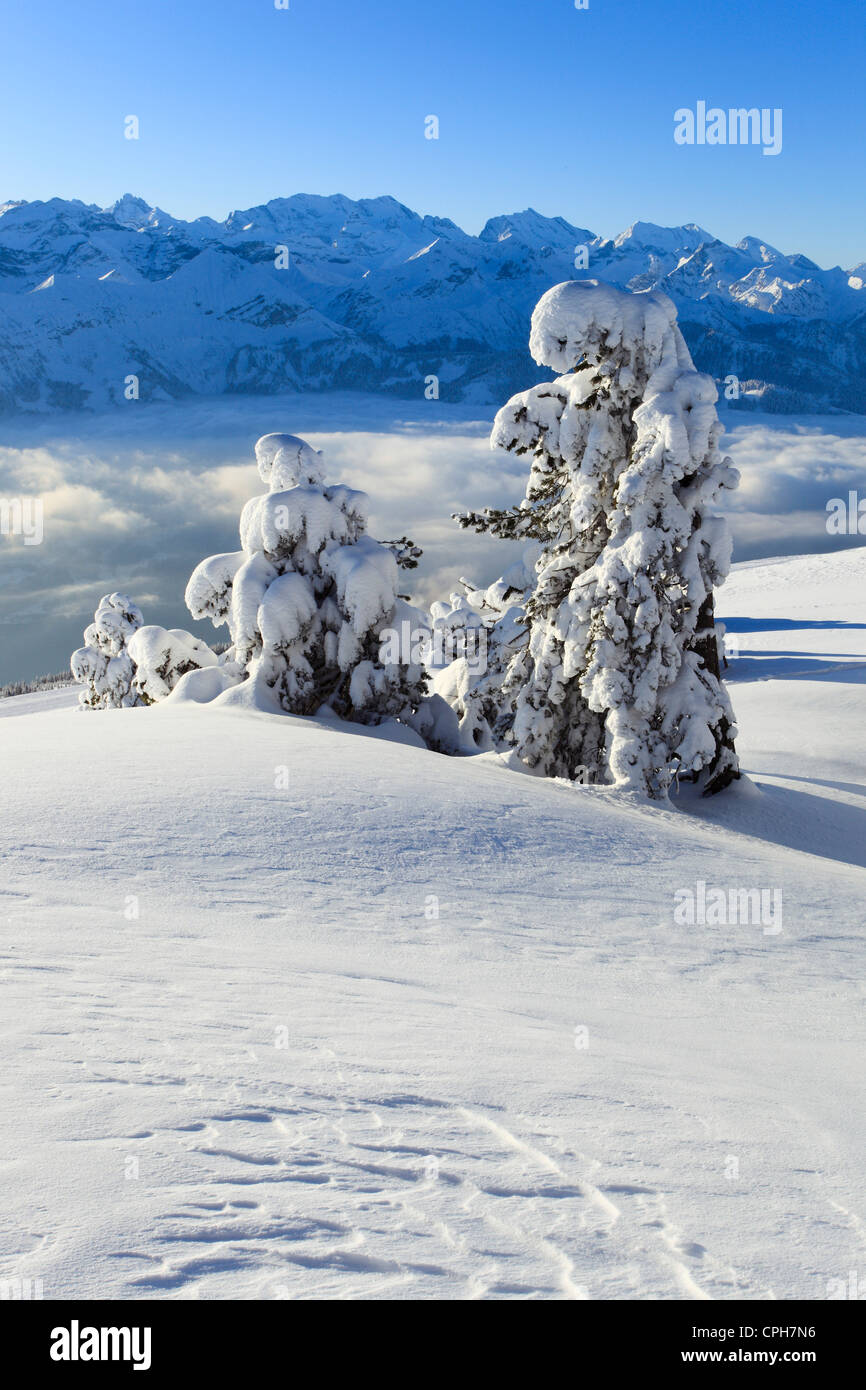 Alps, Alpine panorama, view, tree, mountain, mountains, mountain ...