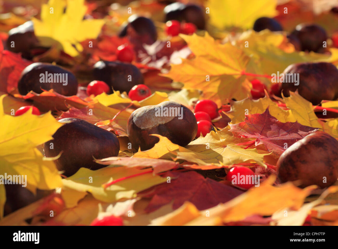 Maple, berry, berries, leaf, leaves, detail, back light, autumn, autumn ...