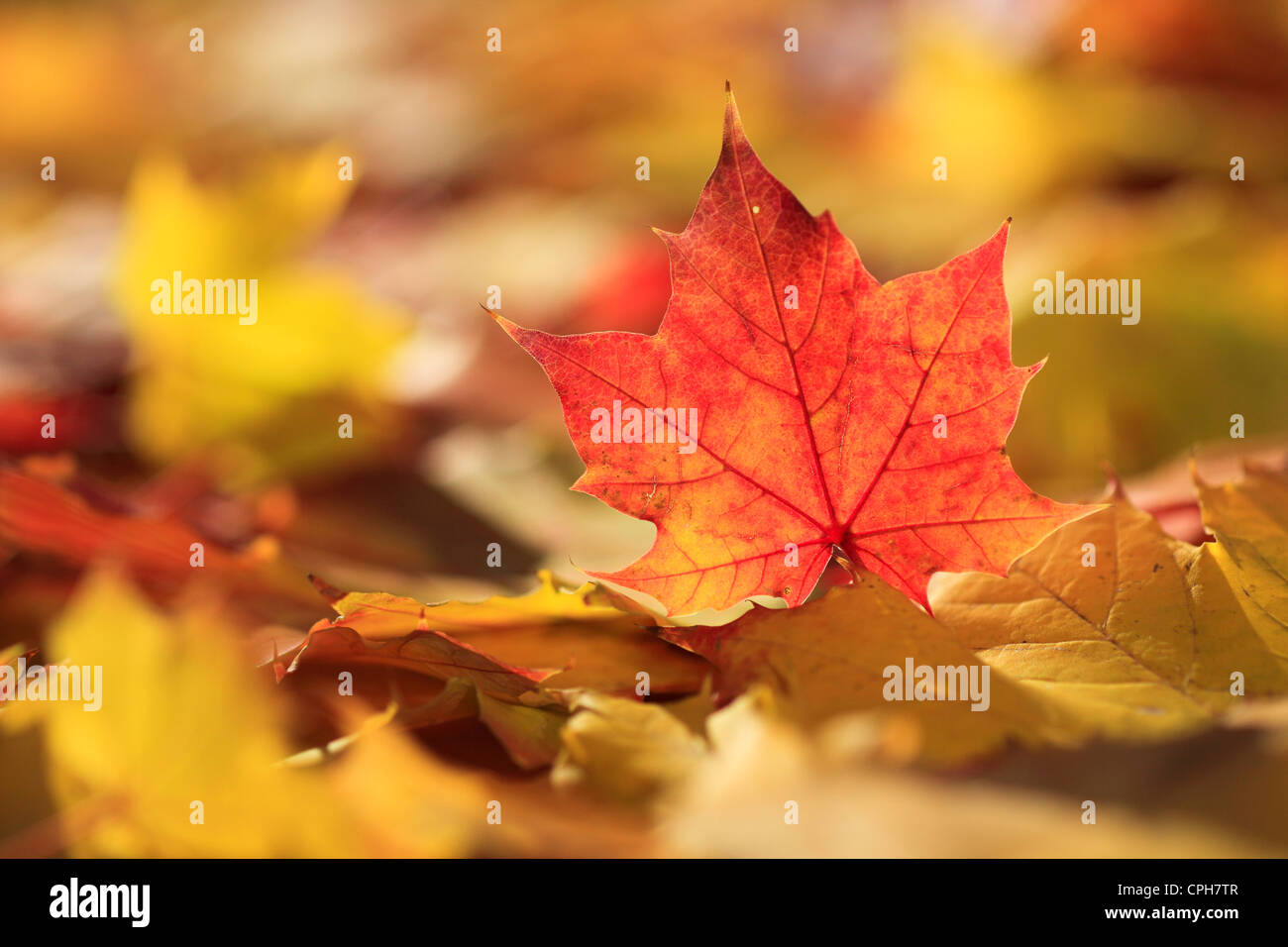 Forest ground, maple, berry, berries, leaf, leaves, detail, back light ...