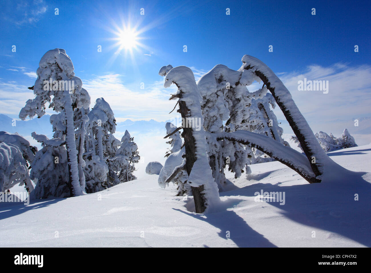Alps, tree, mountain, mountains, Bern, Bernese Alps, Bernese Oberland ...