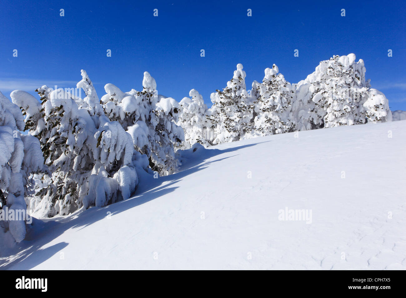 Alps, tree, mountain, mountains, Bern, Bernese Alps, Bernese Oberland ...