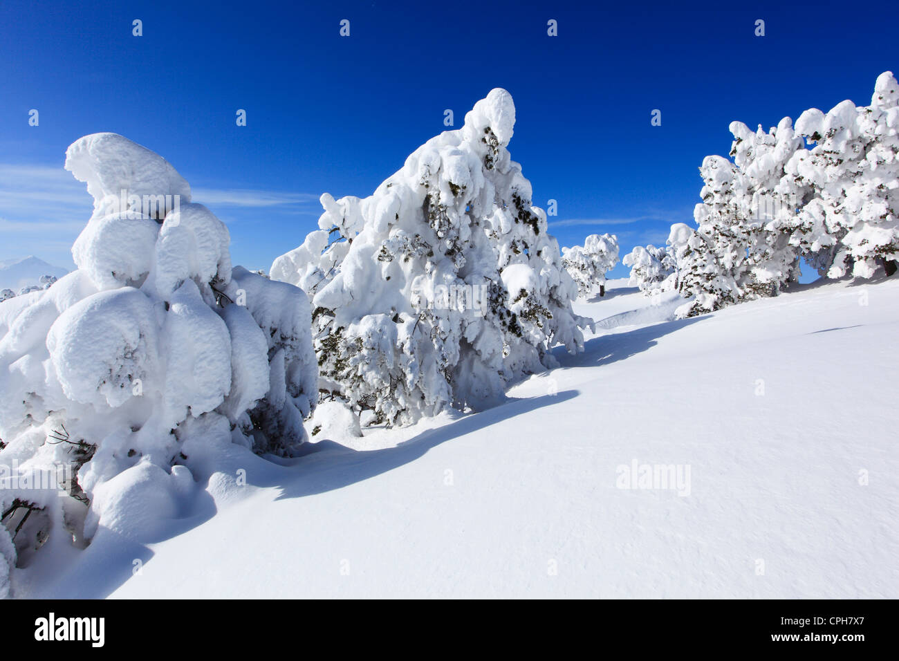 Alps, tree, mountain, mountains, Bern, Bernese Alps, Bernese Oberland ...