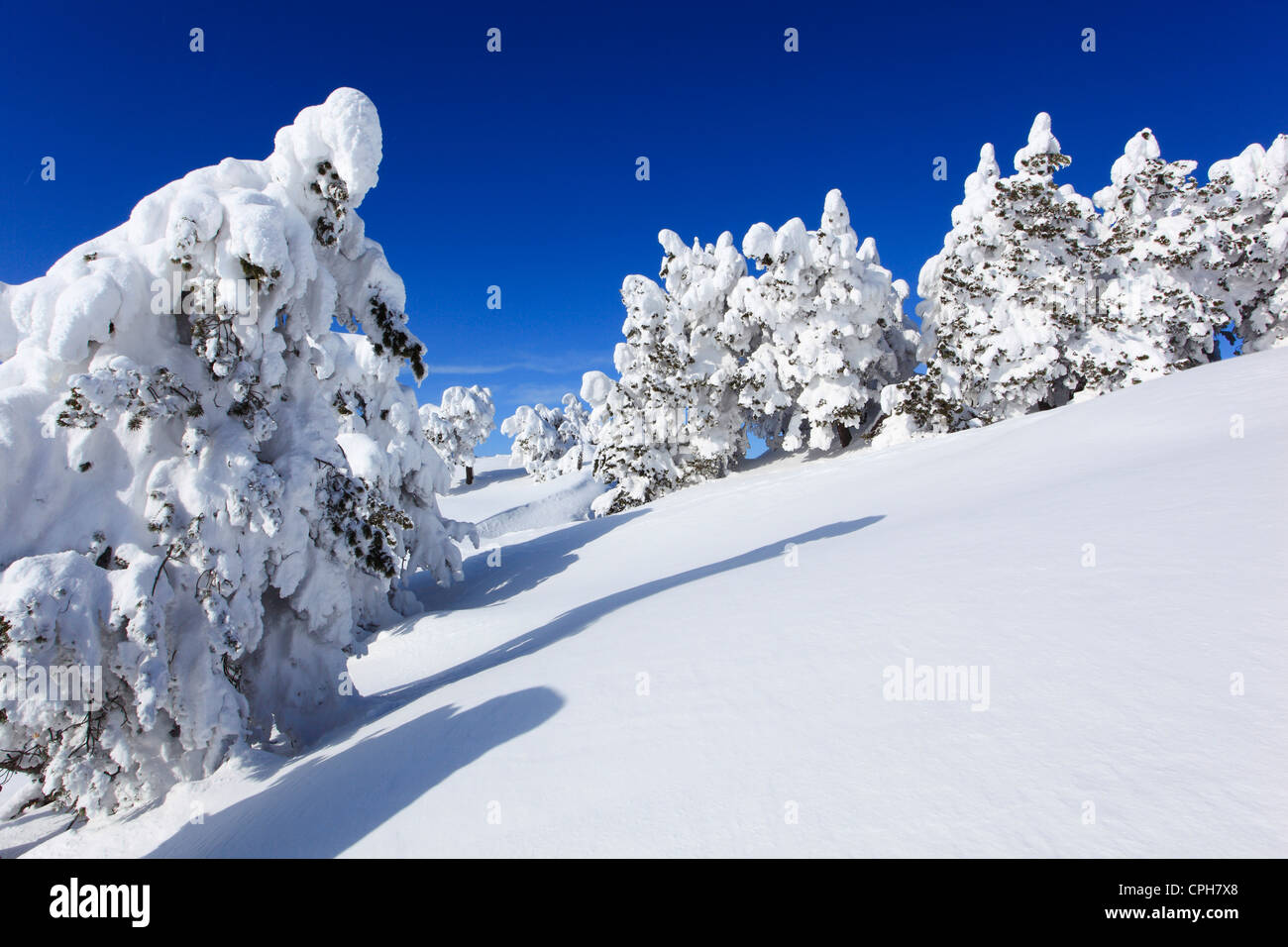Alps, tree, mountain, mountains, Bern, Bernese Alps, Bernese Oberland ...