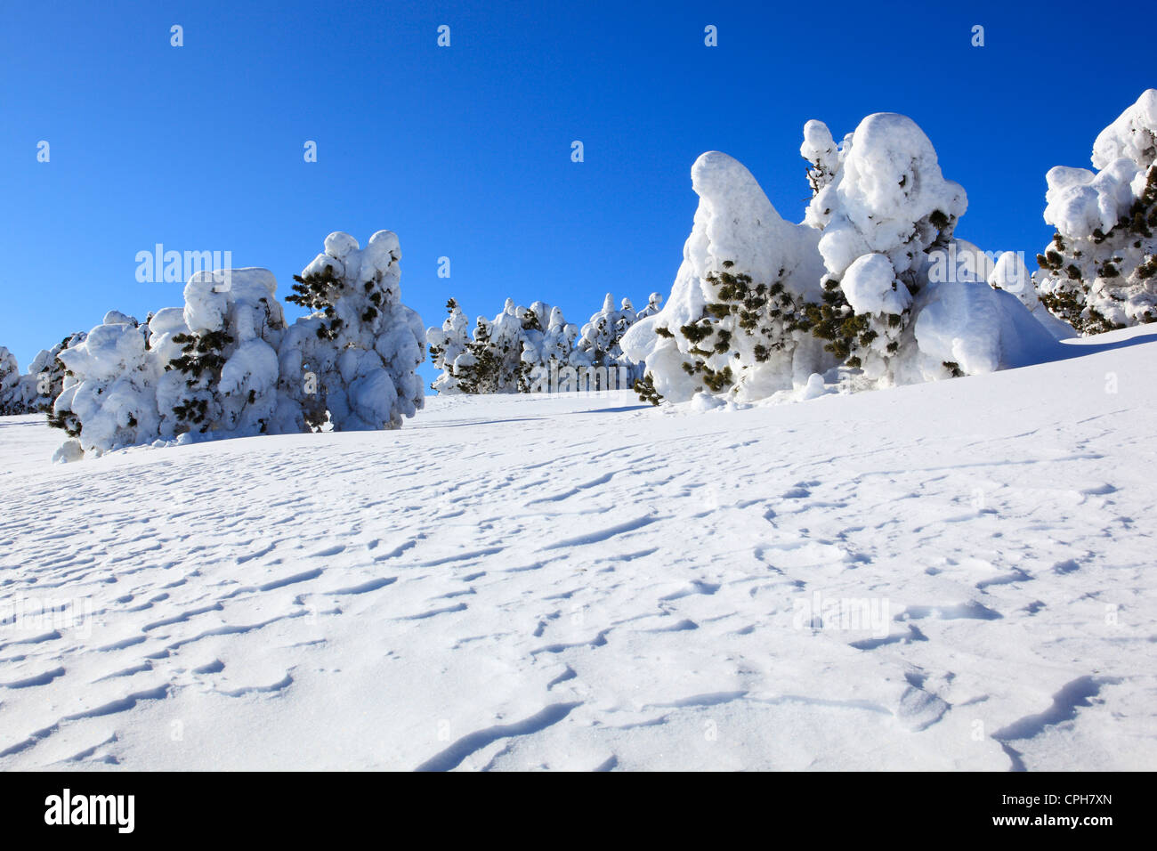 Alps, tree, mountain, mountains, Bern, Bernese Alps, Bernese Oberland ...