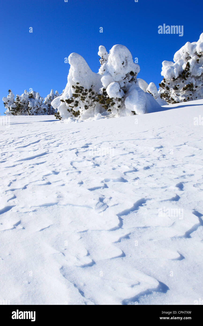 Alps, tree, mountain, mountains, Bern, Bernese Alps, Bernese Oberland ...