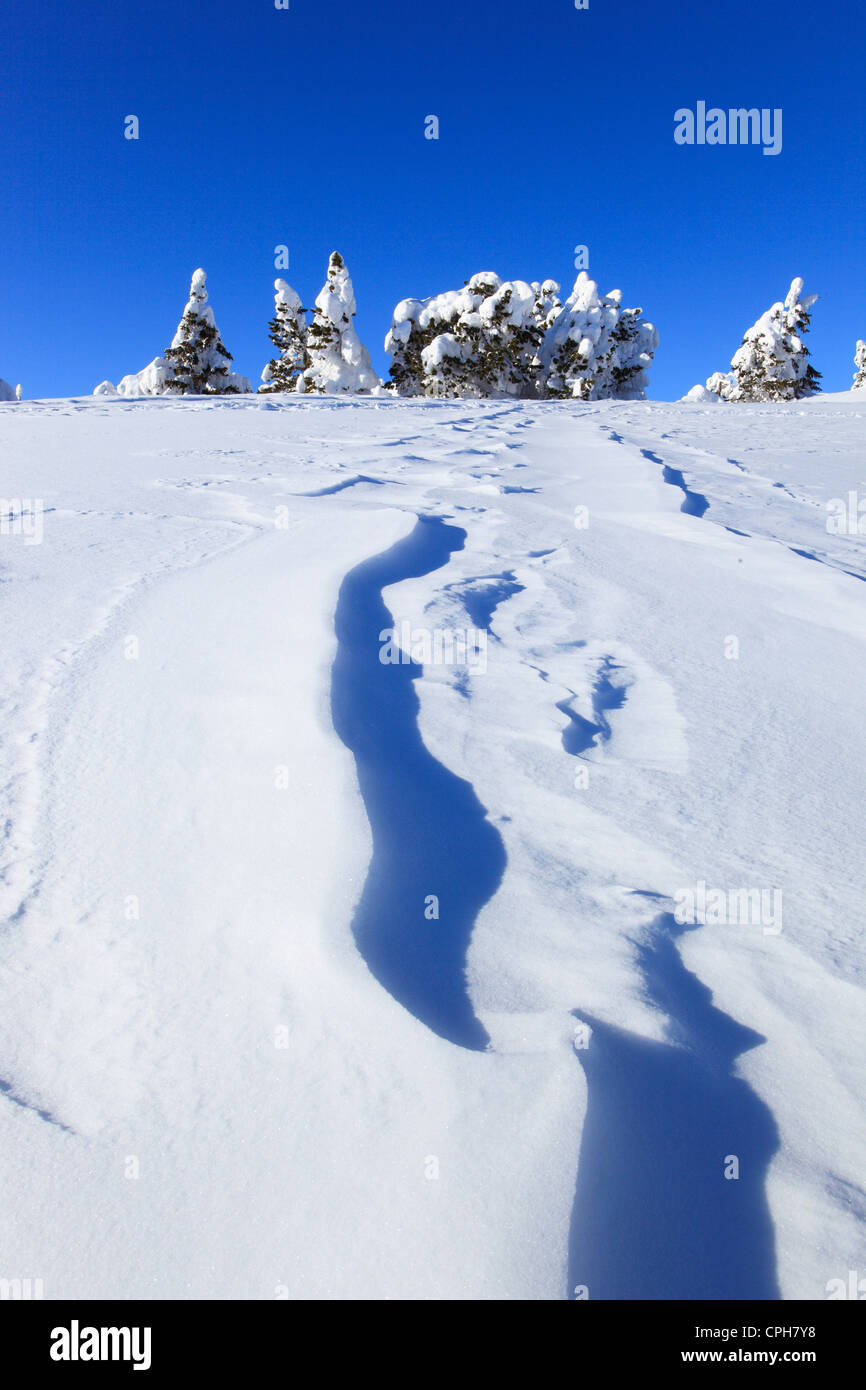 Alps, tree, mountain, mountains, Bern, Bernese Alps, Bernese Oberland ...