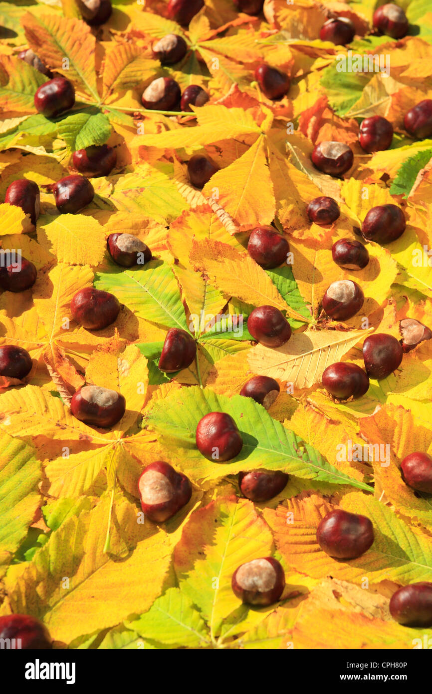 Chestnut colouring hi-res stock photography and images - Alamy
