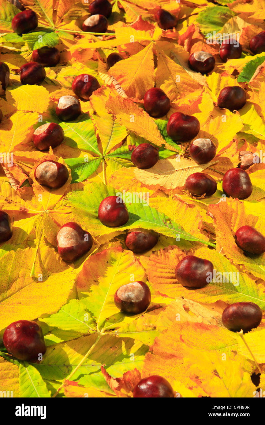Chestnut colouring hi-res stock photography and images - Alamy