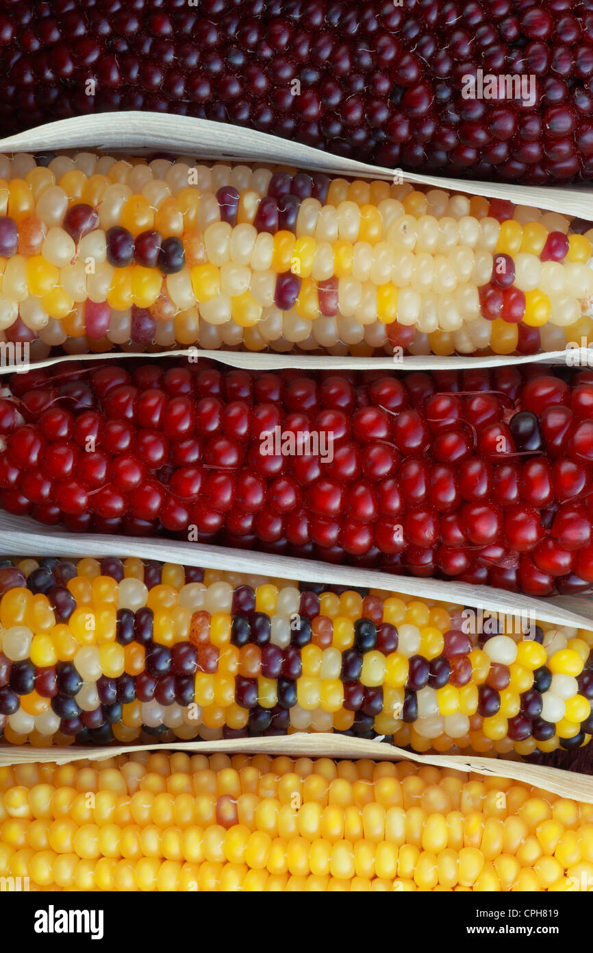Different colors of corn hi-res stock photography and images - Alamy