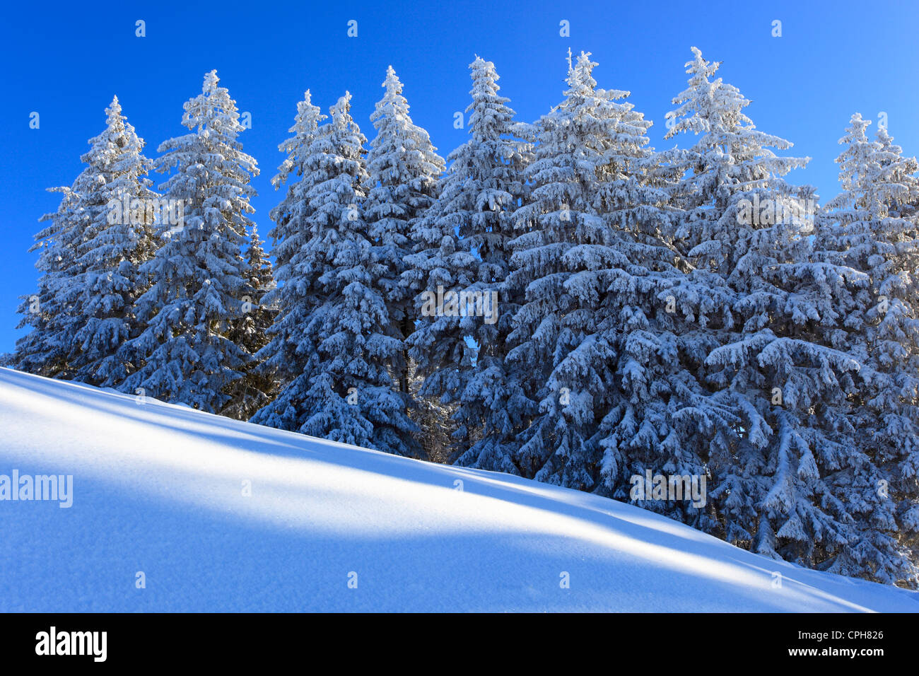 Tree, group of trees, trees, ice, spruce, spruces, sky, cold, Rigi ...