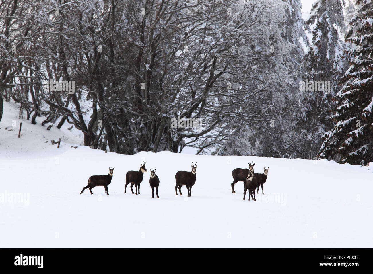 Alps, alpine, fauna, Alpine fauna, alpine Chamois, mountain fauna ...