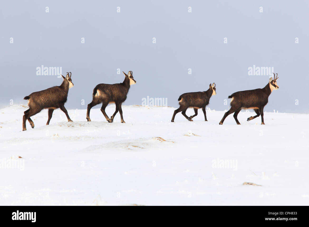 Alps, alpine, fauna, Alpine fauna, alpine Chamois, mountain fauna ...