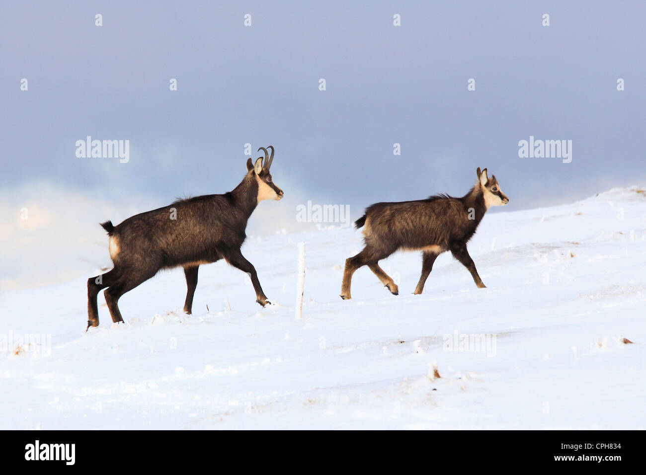 Alps, alpine, fauna, Alpine fauna, alpine Chamois, mountain fauna ...