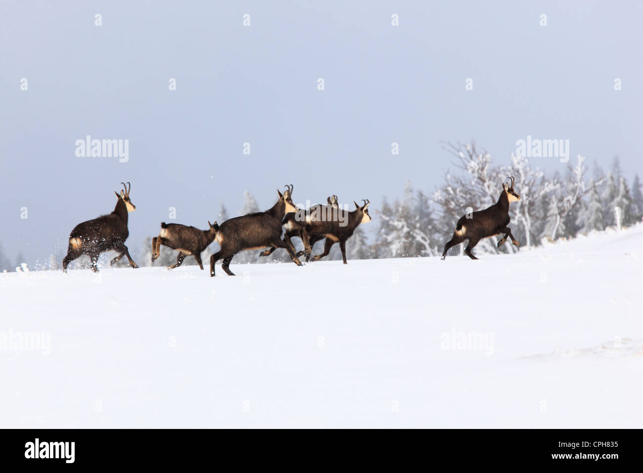 Alps, alpine, fauna, Alpine fauna, alpine Chamois, mountain fauna ...