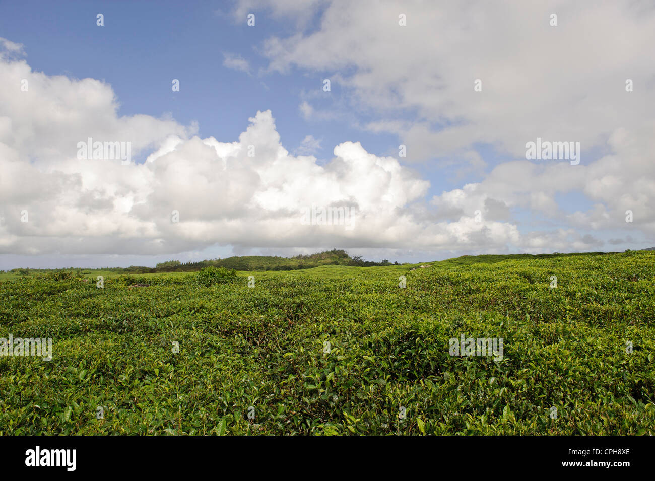 Maurice, Mauritius, Africa, Indian ocean, tea, agriculture, tea plants ...