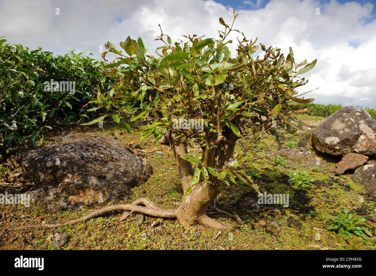 Maurice, Mauritius, Africa, Indian ocean, tea, agriculture, tea plants ...