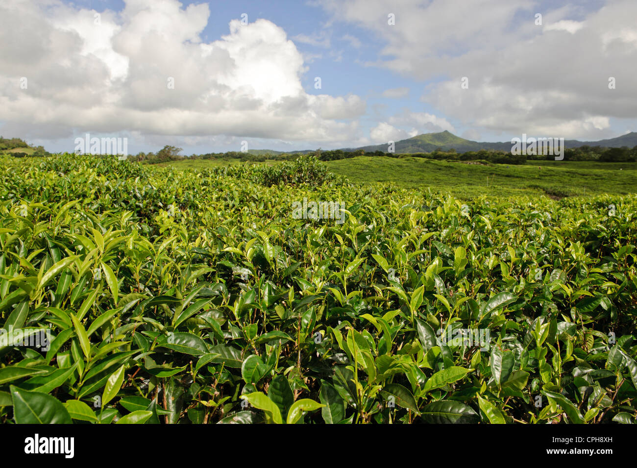 Maurice, Mauritius, Africa, Indian ocean, tea, agriculture, tea plants ...