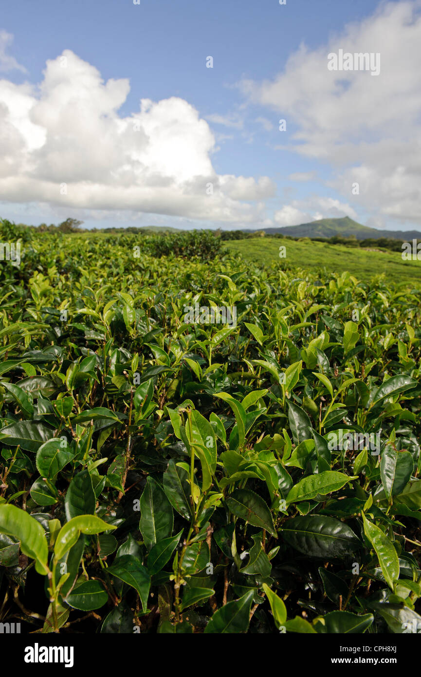 Maurice, Mauritius, Africa, Indian ocean, tea, agriculture, tea plants ...