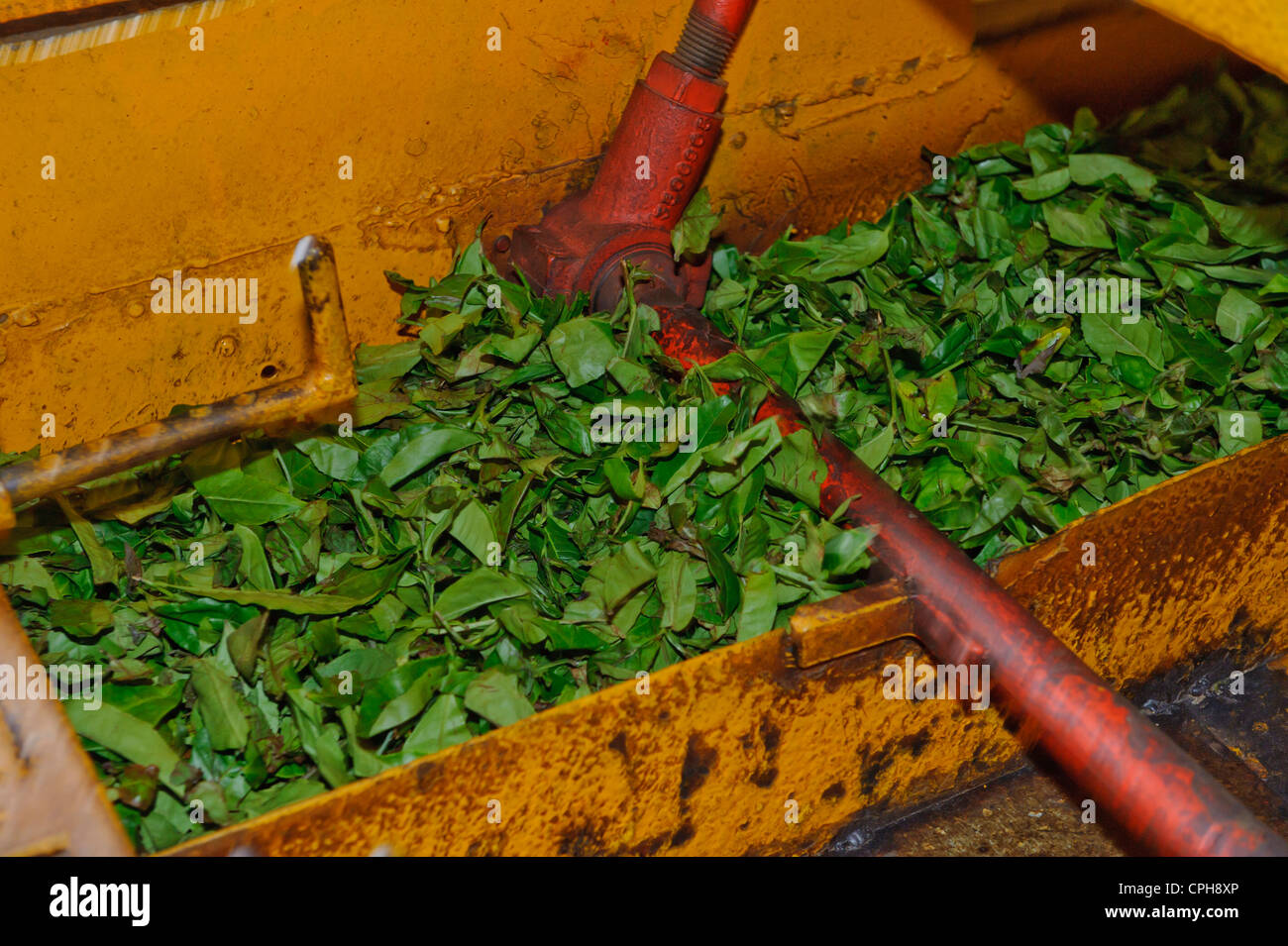 Maurice, Mauritius, Africa, Indian ocean, tea, agriculture, tea plants ...