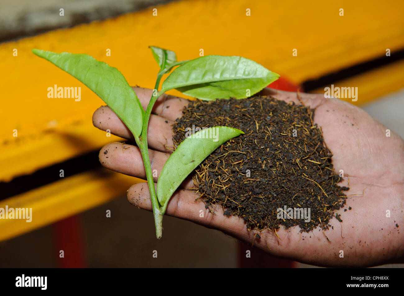 Maurice, Mauritius, Africa, Indian ocean, tea, agriculture, tea plants ...