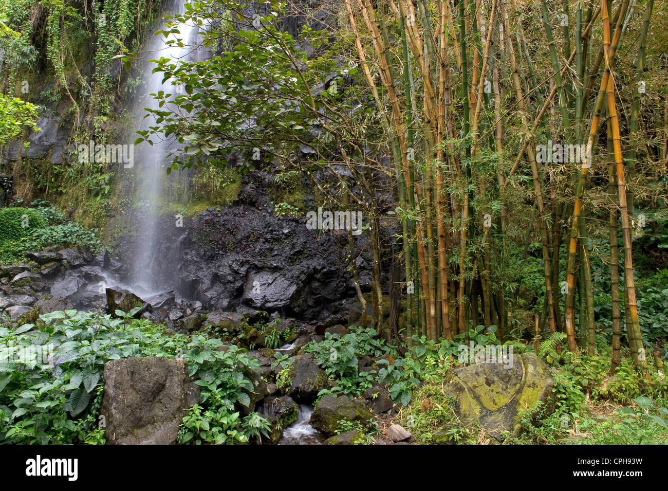 Anse de Cascades, Africa, Indian ocean, La Reunion, trees, wood, forest ...