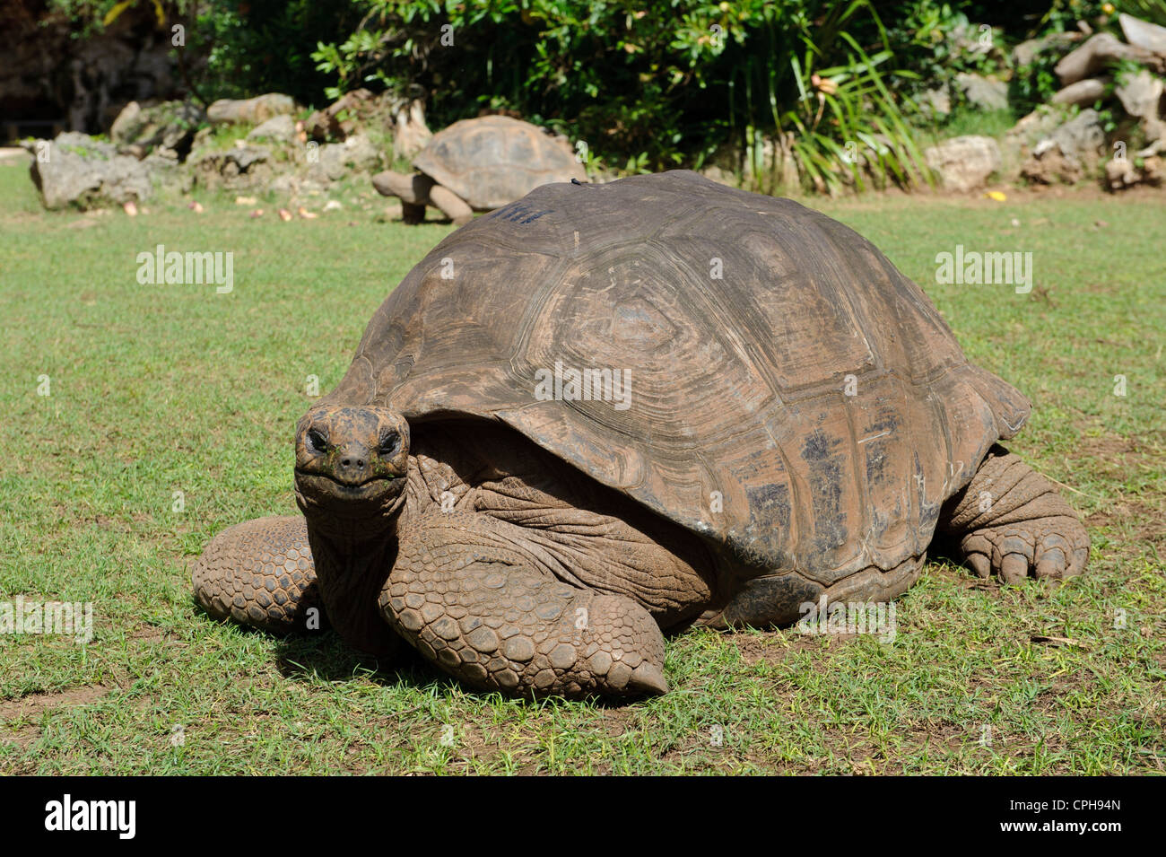 Maurice, Mauritius, Africa, Indian ocean, neighboring island Rodrigues ...