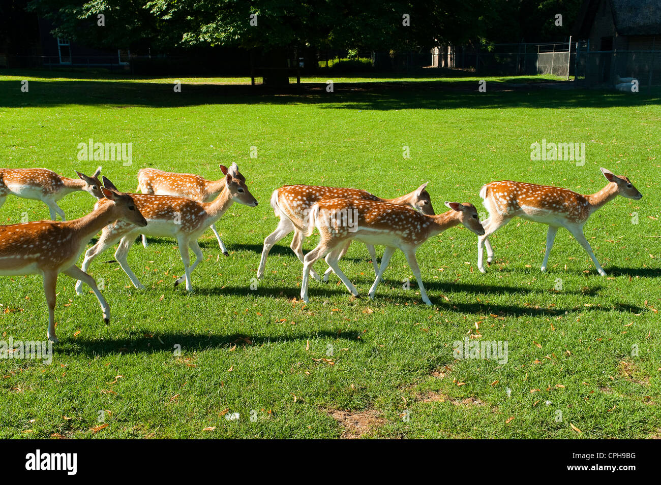 Fawns, Stadspark, Maastricht, Limburg, The Netherlands, Europe Stock ...