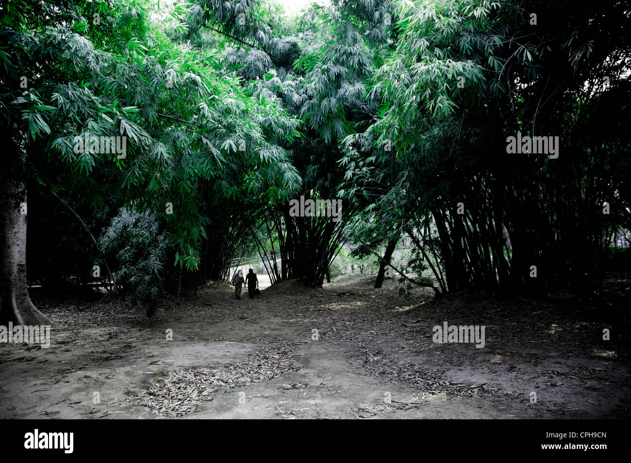 Bamboo forest india hi-res stock photography and images - Alamy