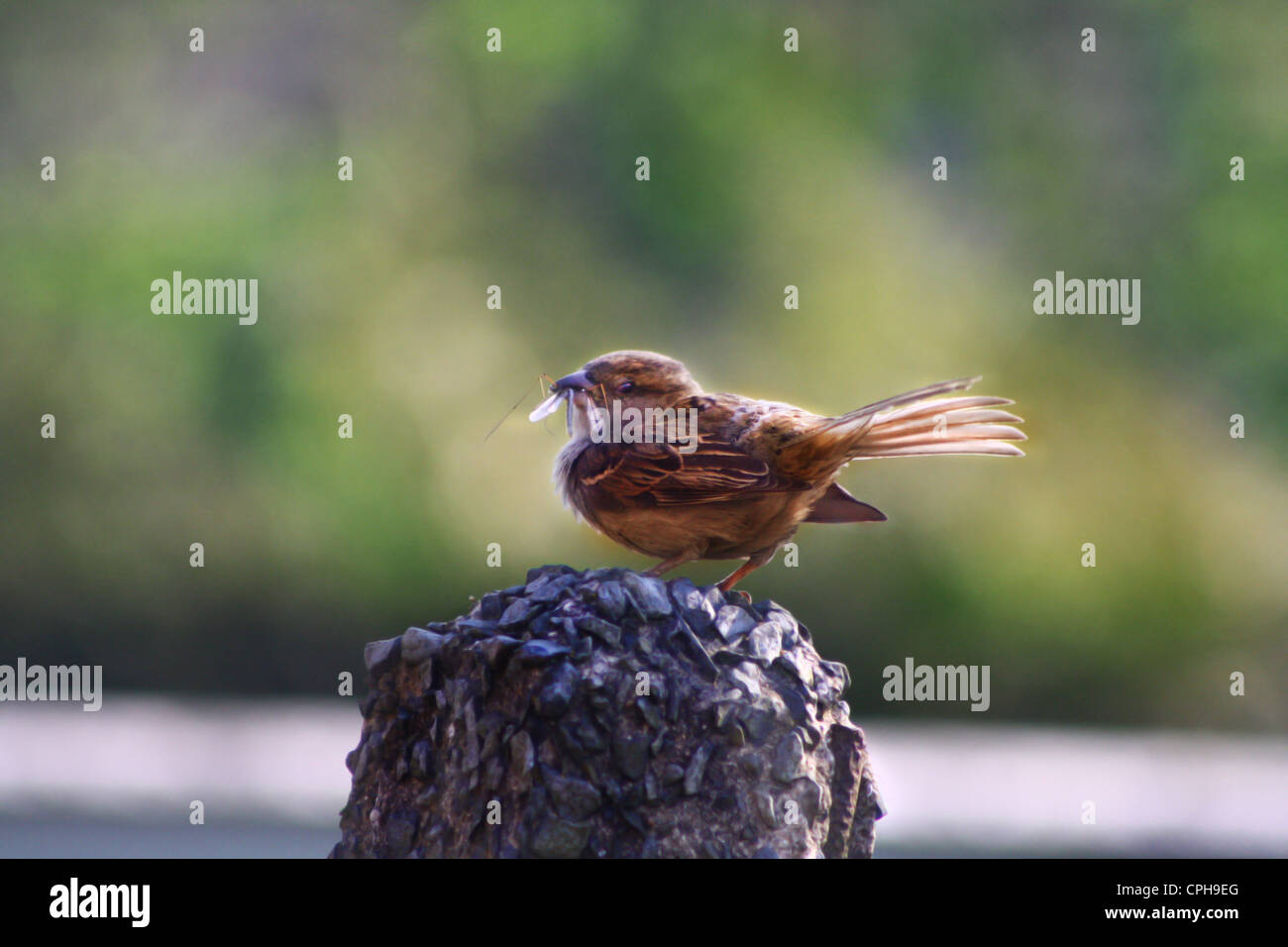 Bird catching dragonfly hi-res stock photography and images - Alamy