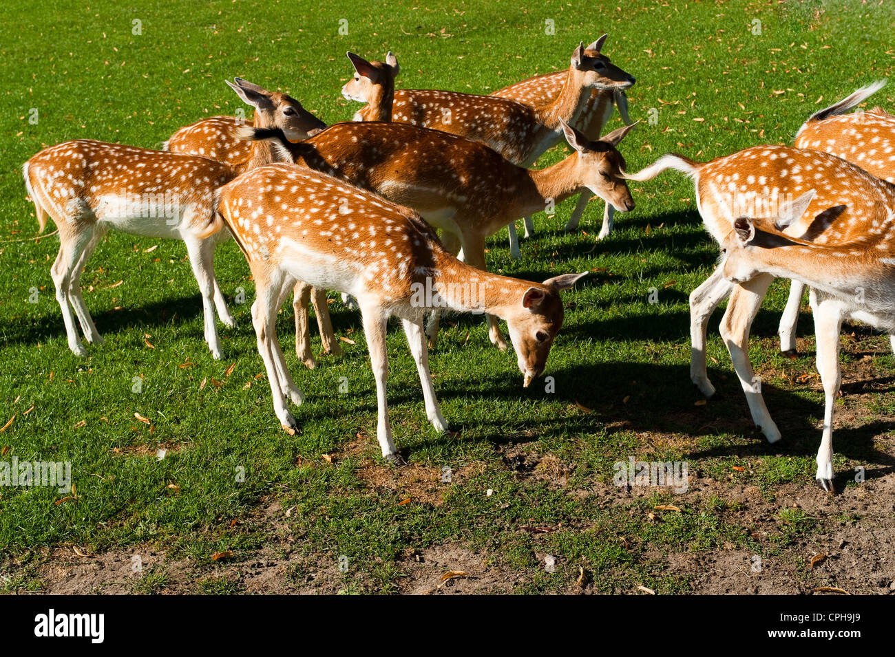 Fawns, Stadspark, Maastricht, Limburg, The Netherlands, Europe Stock ...