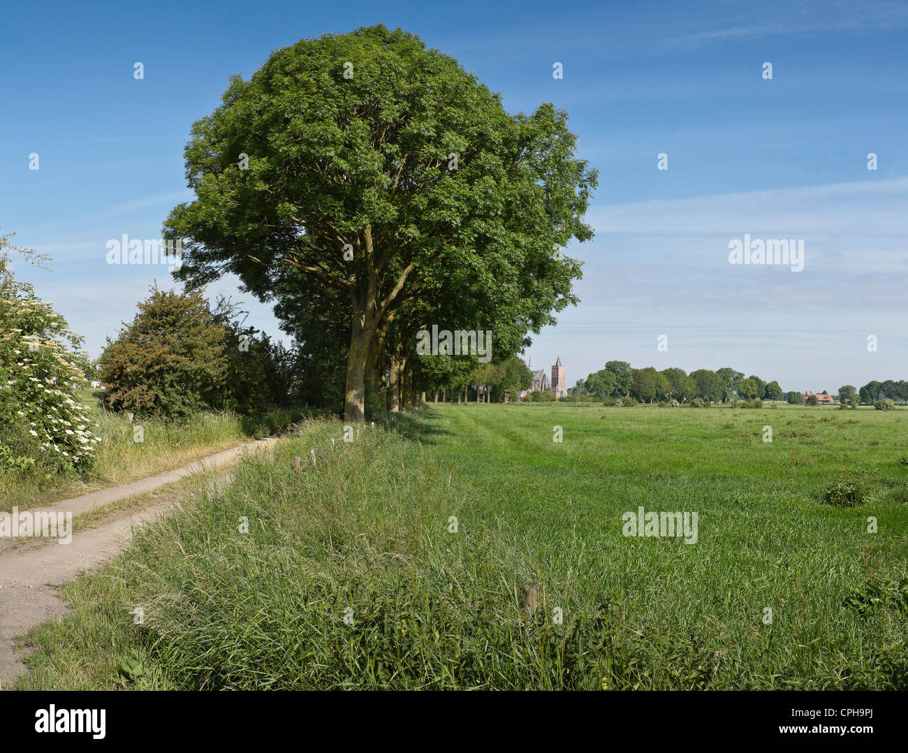 Netherlands, Holland, Europe, Middelaar, landscape, forest, wood, trees ...