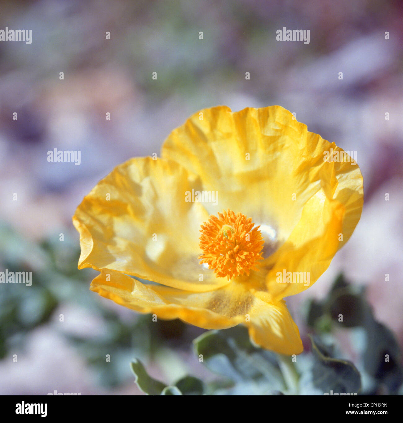 A horned poppy, Glaucium flavum, in Crete. This poppy is one of the ...