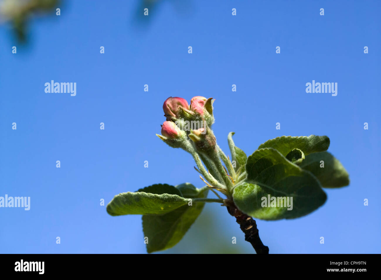 Buds vegetation hi-res stock photography and images - Alamy