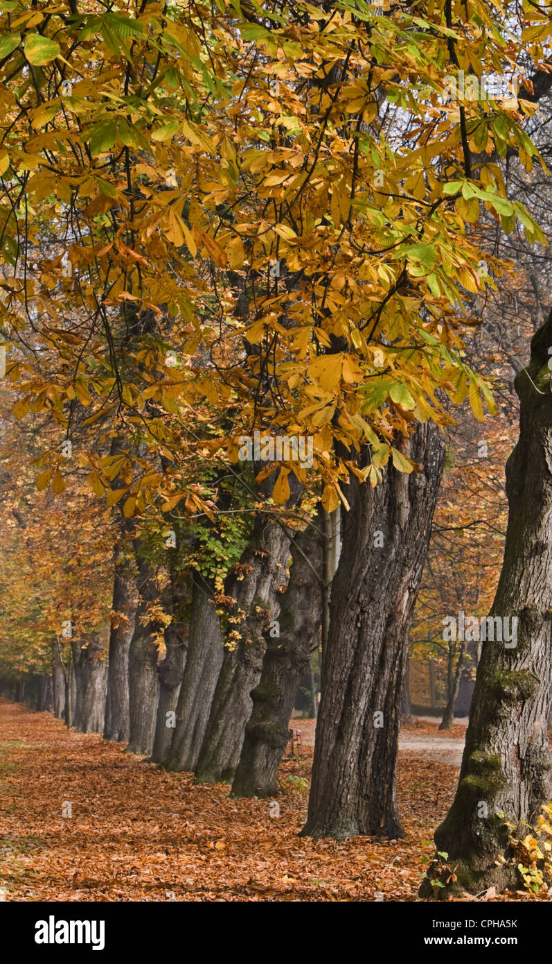 Perspective in a beautiful autumn park Stock Photo - Alamy