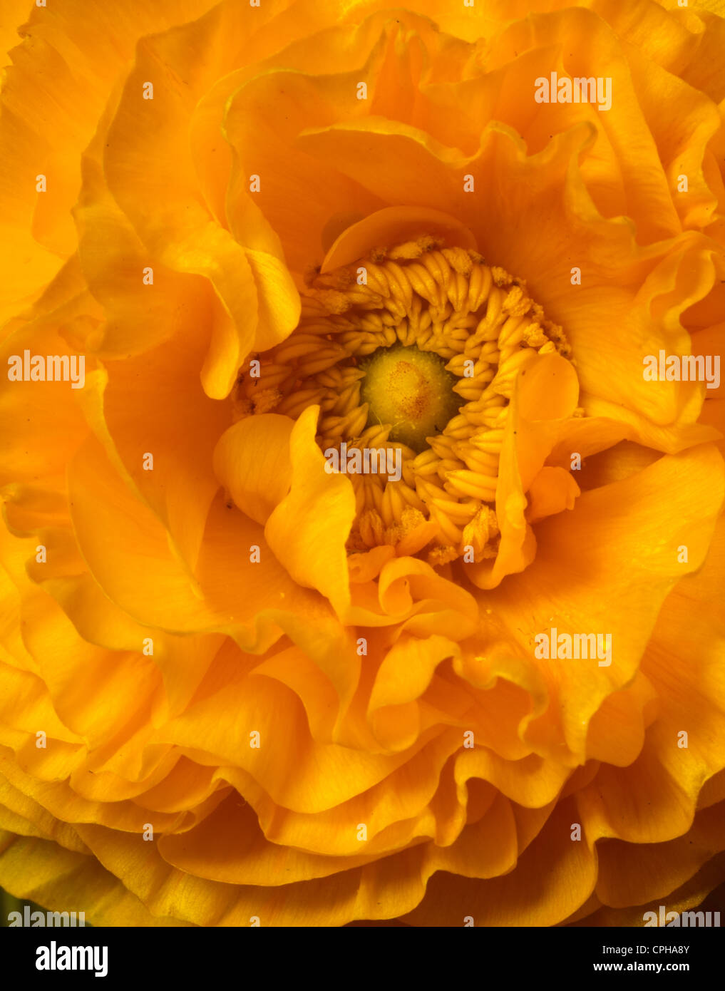 Ranunculus nature hi-res stock photography and images - Alamy