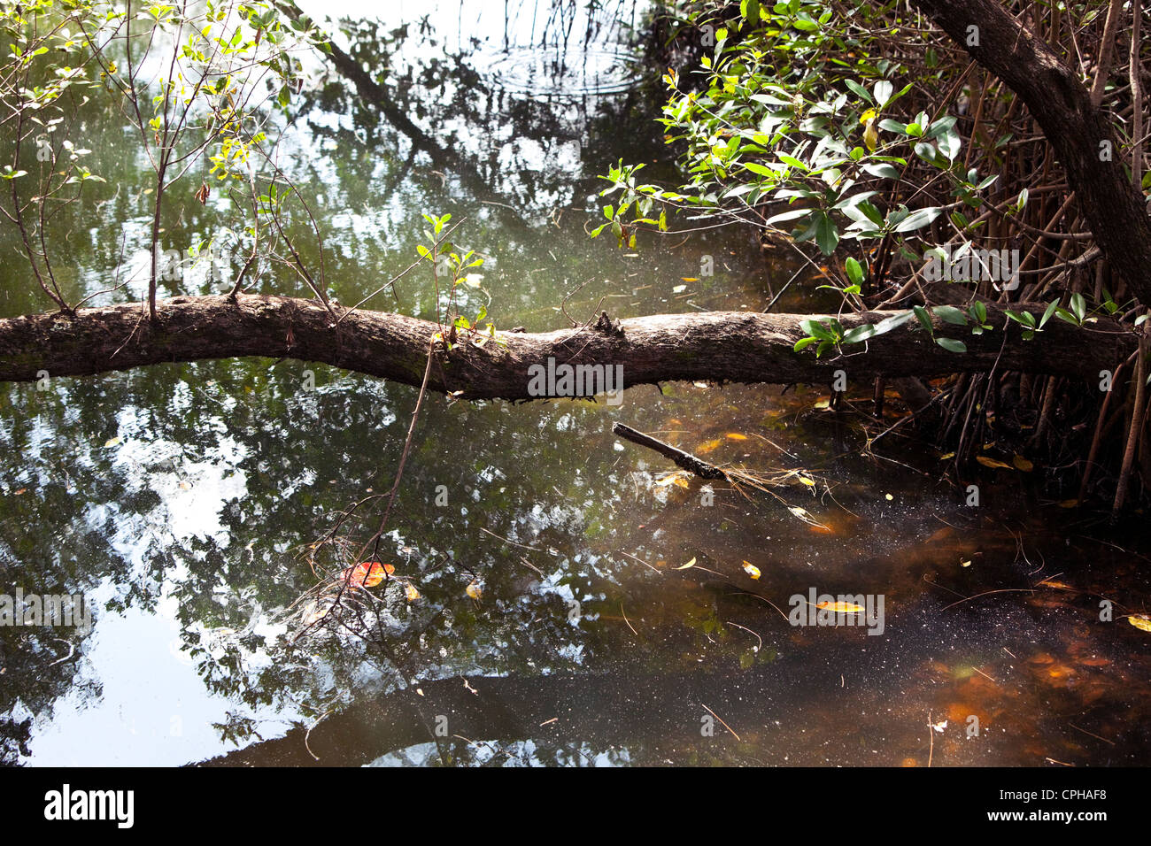 A fallen tree across a stream, Florida, USA Stock Photo - Alamy