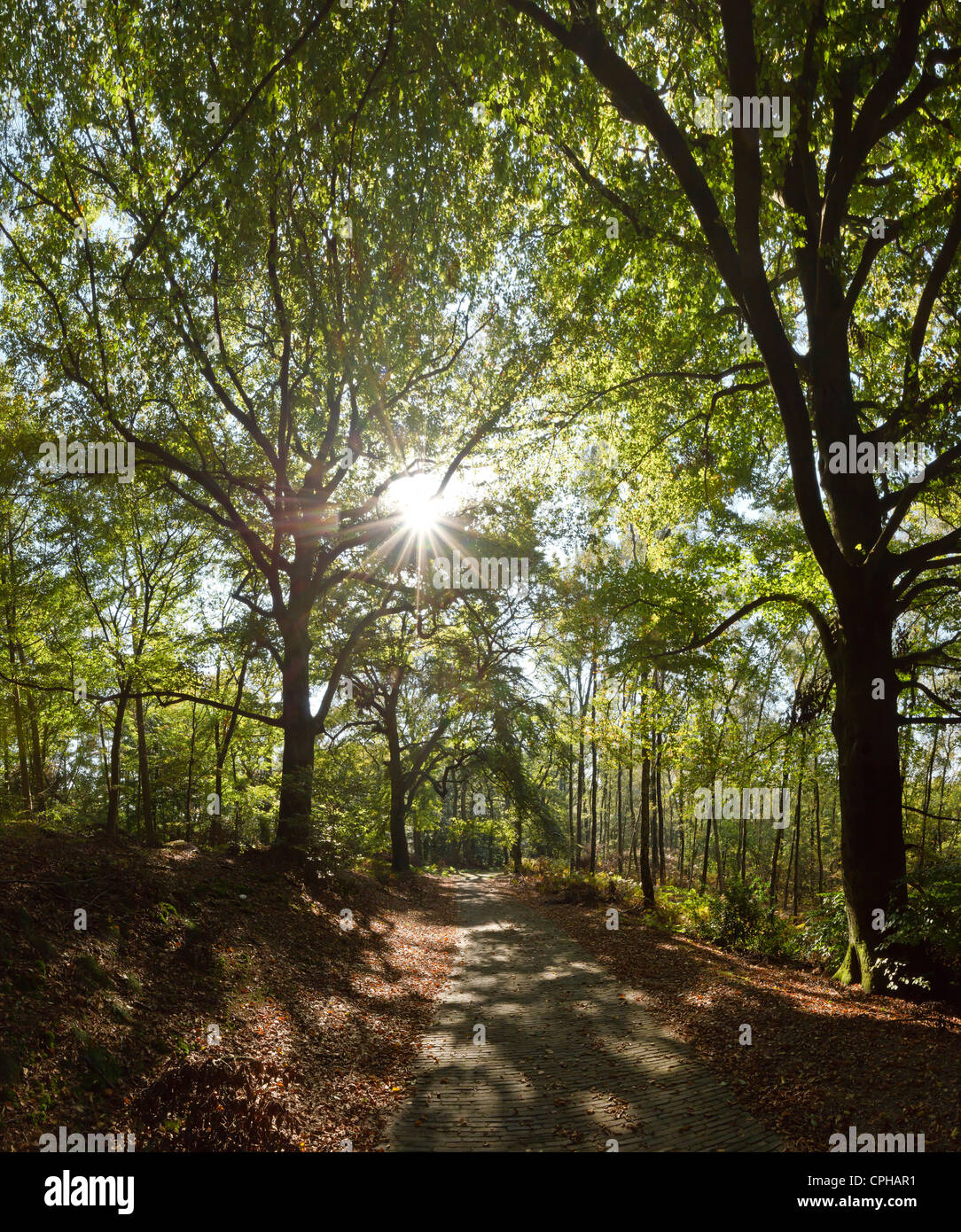 Netherlands, Holland, Europe, Heveadorp, landscape, forest, wood, trees ...
