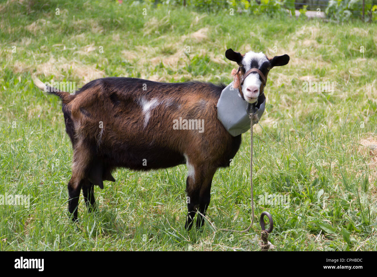 Tethered Goat in a meadow on the island of Lefkada, Greece Stock Photo ...
