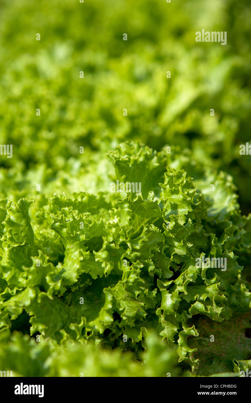Sheet green lettuce garden hi-res stock photography and images - Alamy
